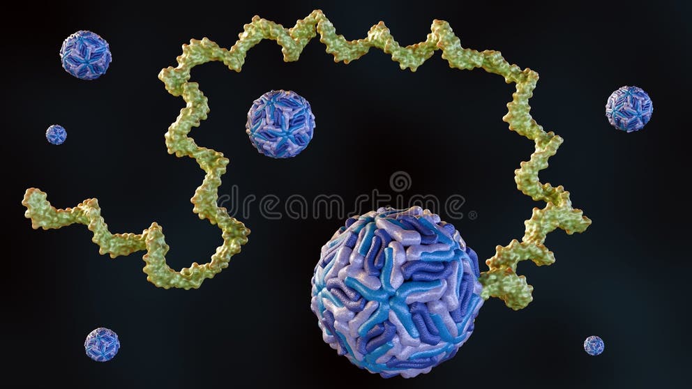 A Single Stranded RNA Molecule is Emerging from the Dengue Virus. Stock ...