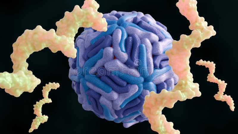 Dengue Virus Antiviral Stock Illustrations – 11 Dengue Virus Antiviral ...