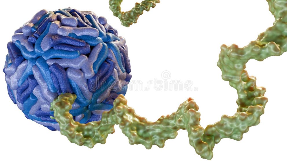 A Single Stranded RNA Molecule is Emerging from the Dengue Virus. Stock ...