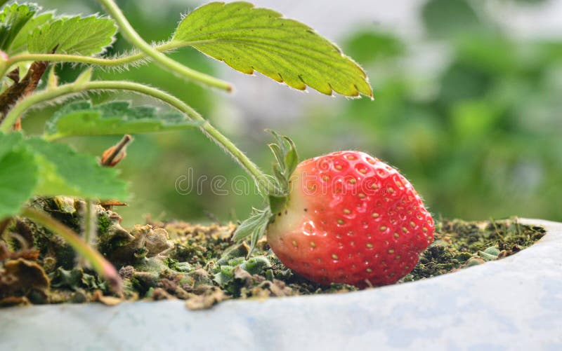 A Single Strawberries Resting on the Ground Stock Image - Image of ...