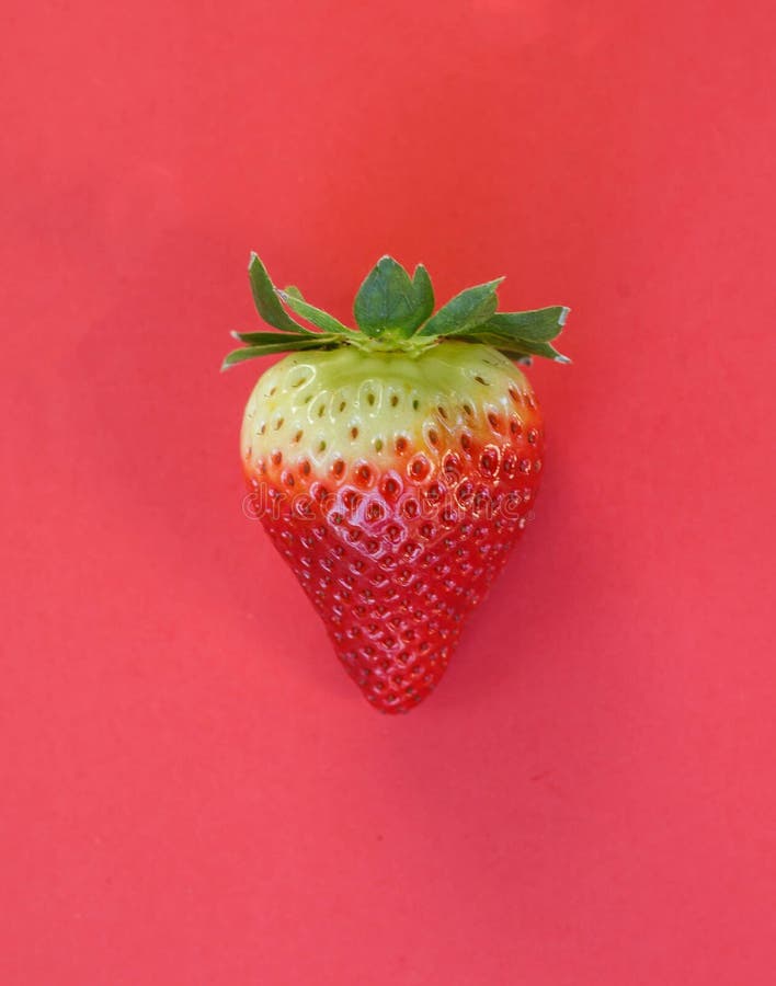 Single Strawberry On Red Background Stock Photo - Image of white, juicy ...