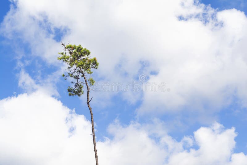 Single, Striving Pine Tree Against a Blue and White Summer Sky. Stock ...