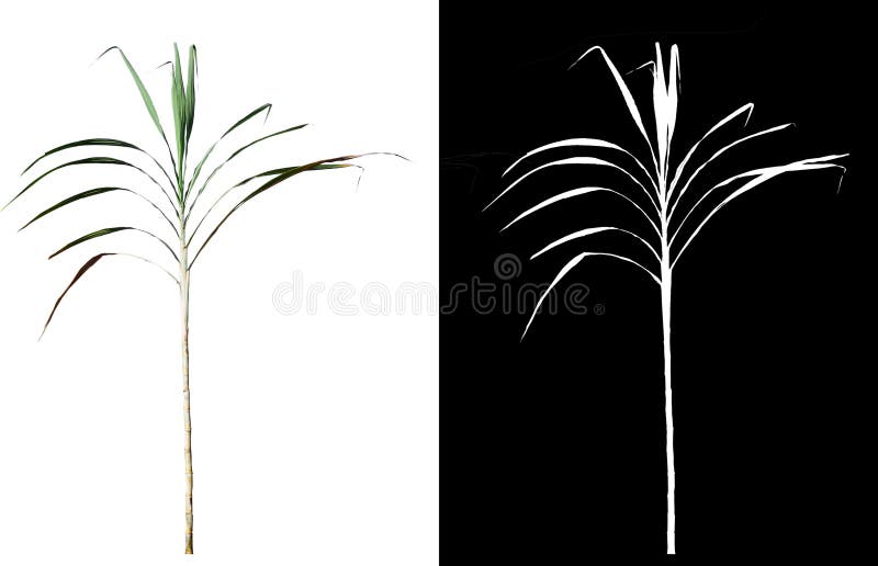 Single Sugar Cane Plant Isolated on White Stock Photo - Image of ...