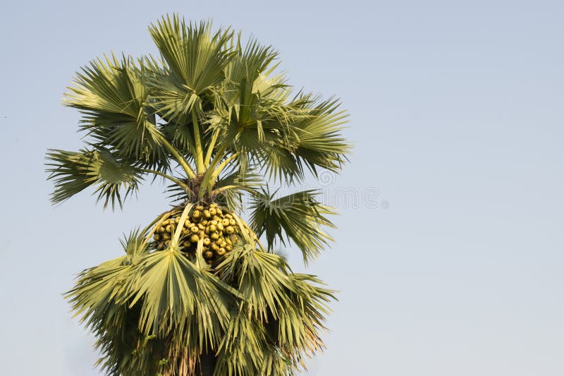 Single Sugar Palm or Tala Palm with Fruits Stock Photo - Image of leaf ...