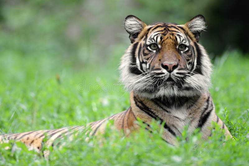 Single Sumatran Tiger in Zoological Garden Stock Photo - Image of ...