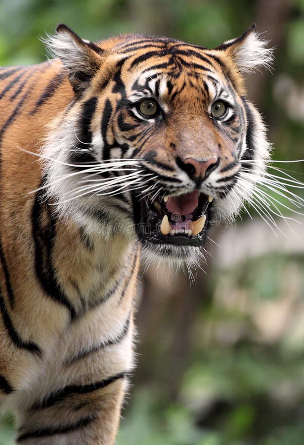 Single Sumatran Tiger in Zoological Garden Stock Photo - Image of hand ...