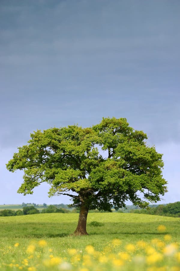 The Oak Tree in Summer stock photo. Image of huge, environment - 2033768