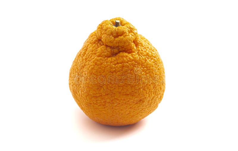 A Single Sumo Orange on a White Background Stock Photo - Image of white ...