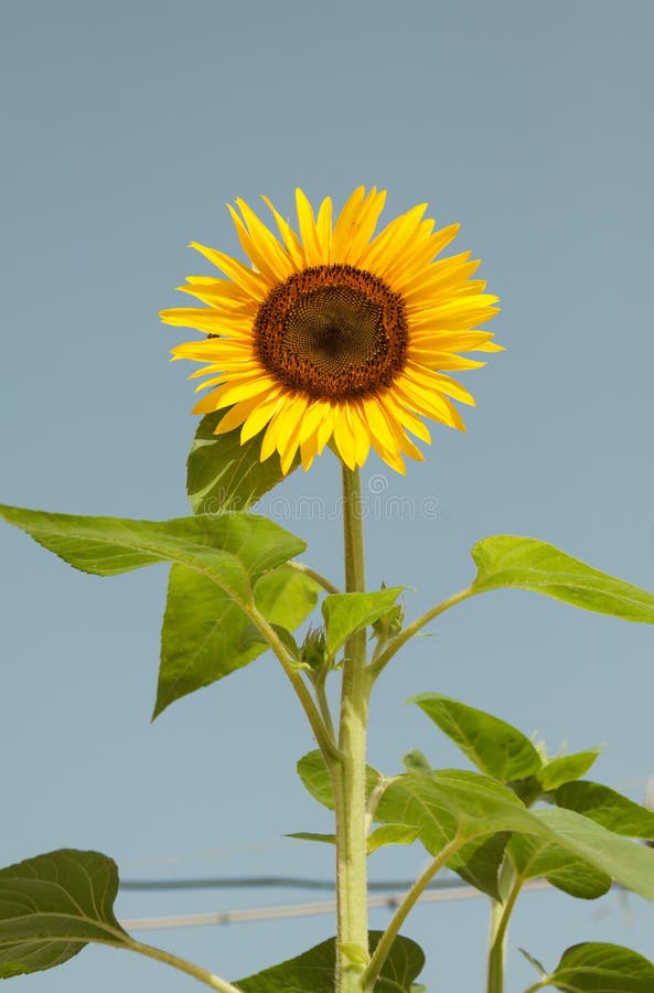 A Single Sun Flower with Blue Sky Background Stock Photo - Image of ...