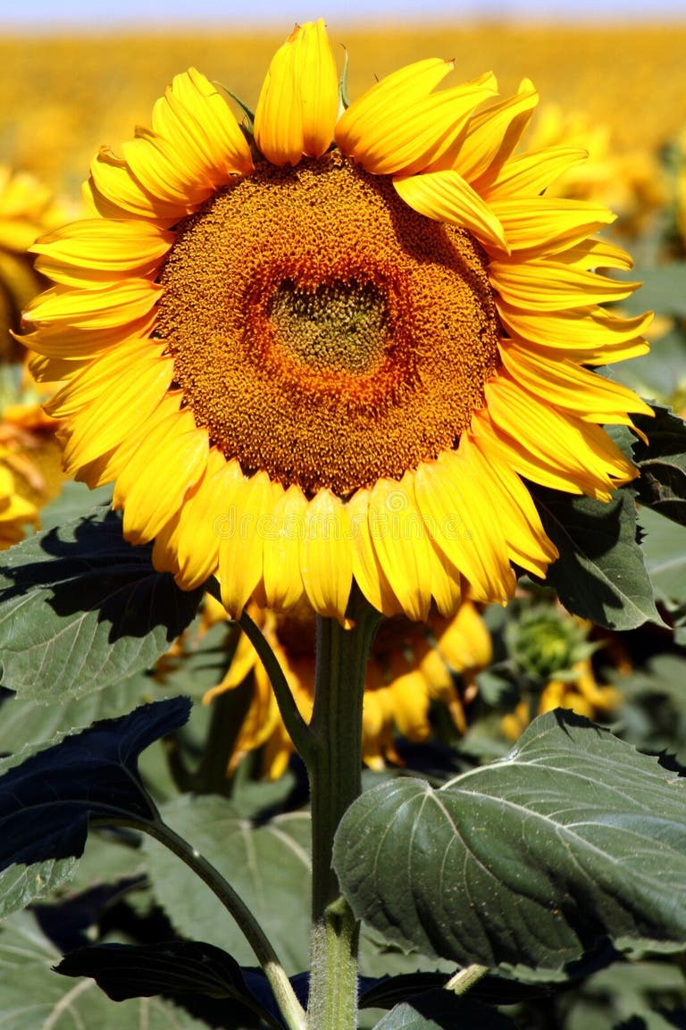 26,620 Single Sunflower Stock Photos - Free & Royalty-Free Stock Photos ...