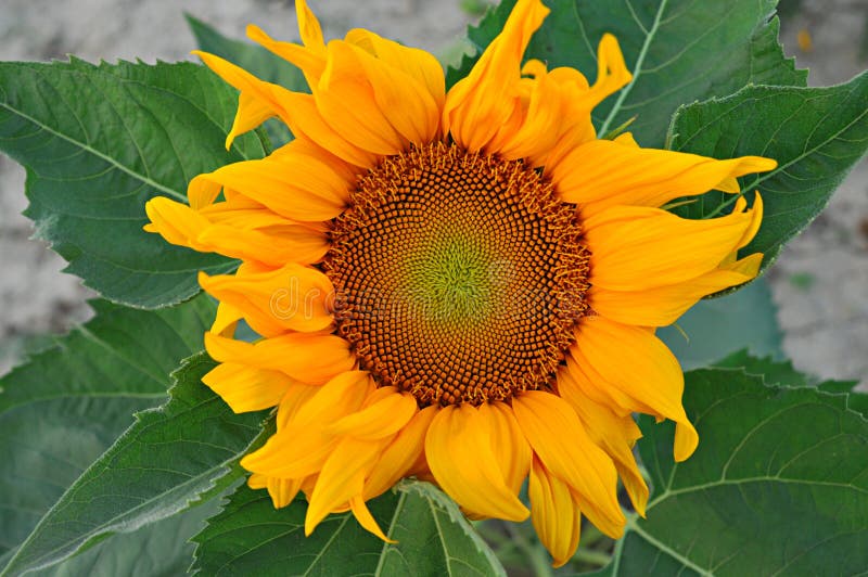 Single sunflower stock photo. Image of earth, sunflower - 12038324