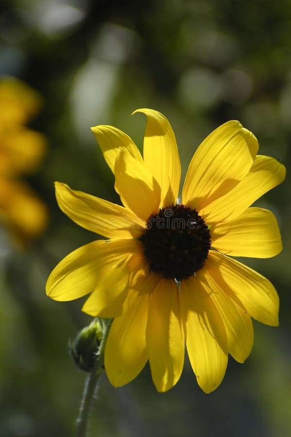 Single sunflower stock image. Image of helianthus, flora - 12861895