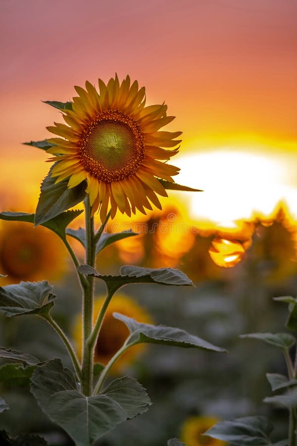 Single Sunflower Against the Backdrop of a Beautiful Sunset with Clouds ...