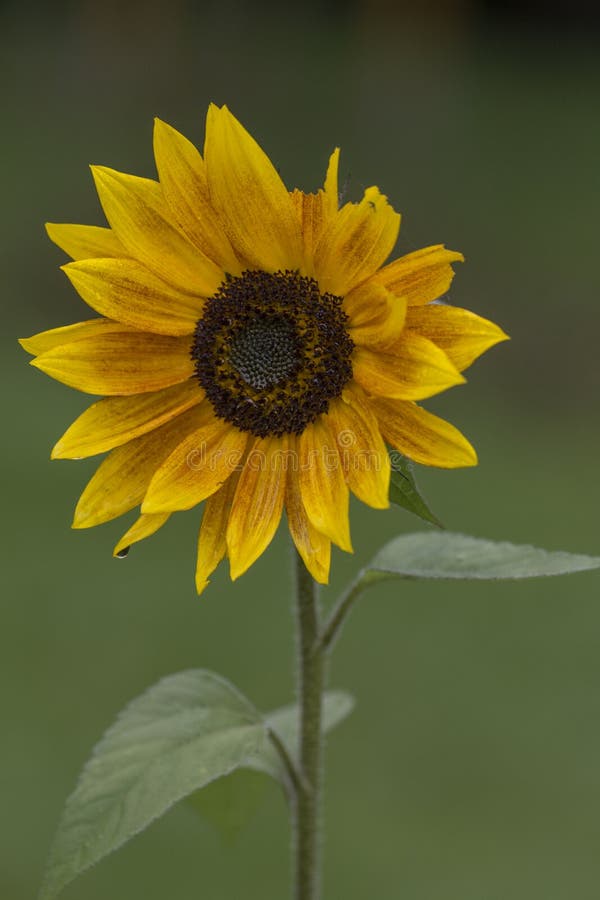 Single Sunflower stock photo. Image of seed, green, yellow - 88282404