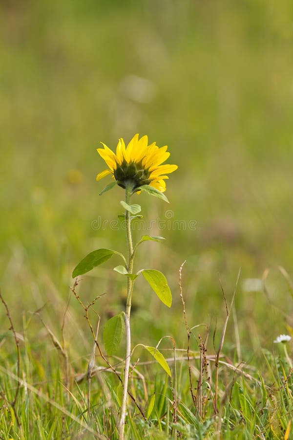 Single Sunflower with Blurred Background Stock Photo - Image of leaves ...