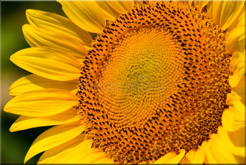 Single Sunflower Close Up stock image. Image of beauty - 14850909