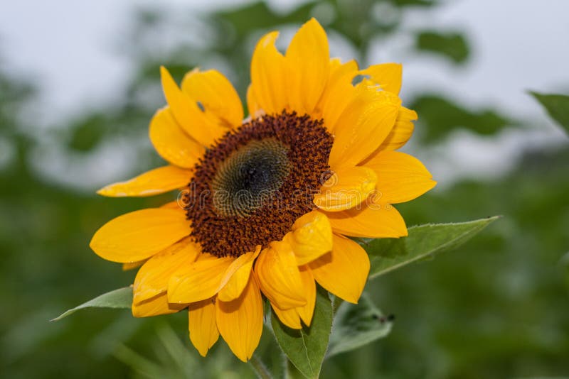 Single Sunflower stock photo. Image of petals, water - 45220742