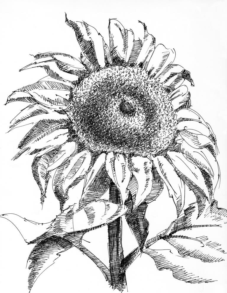 Single Sunflower Stock Illustrations – 10,744 Single Sunflower Stock ...
