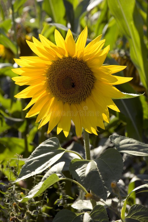 Sunflower stock image. Image of growing, great, colourful - 116333443