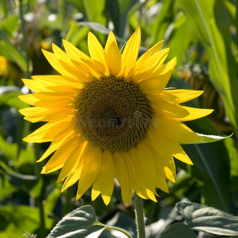 Sunflowers Edge Square Stock Photos - Free & Royalty-Free Stock Photos ...