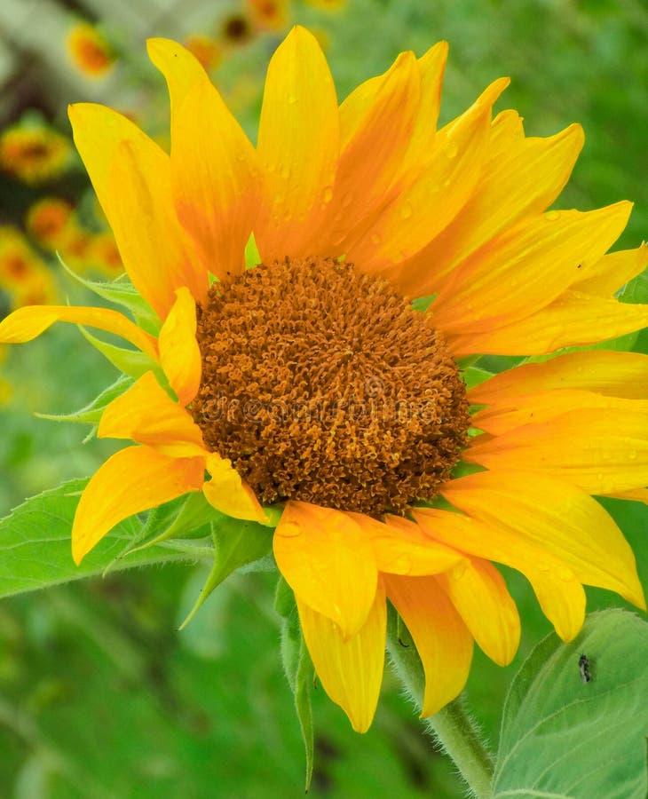 Single Sunflower in field stock photo. Image of colorful - 90986676