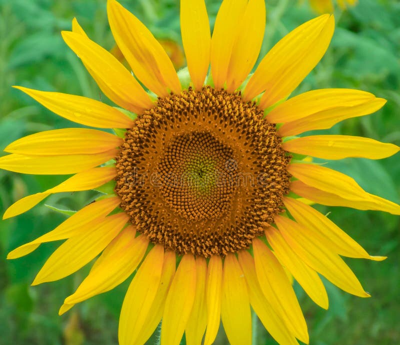 Single Sunflower in field stock photo. Image of colorful - 90986676