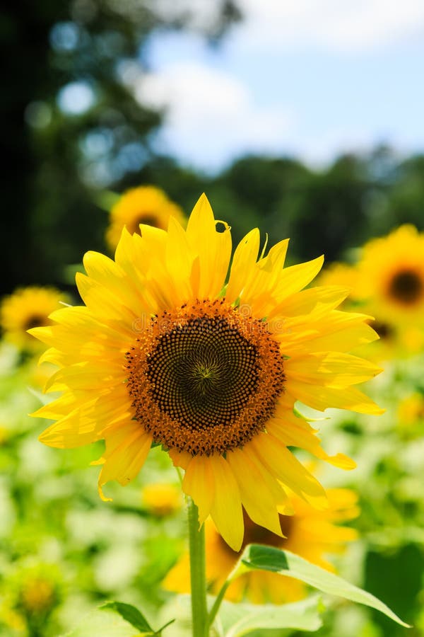 Single Sunflower stock photo. Image of garden, vibrant - 97013574