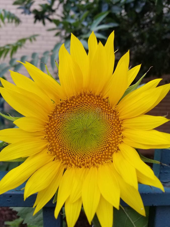 Single Sunflower Grows in Bushwick Stock Image - Image of herb, petal ...