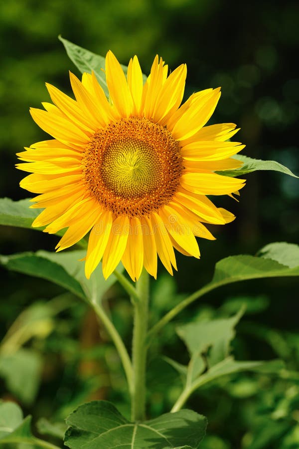 Single Sunflower (helianthus Annuus) Stock Photo - Image of nature ...