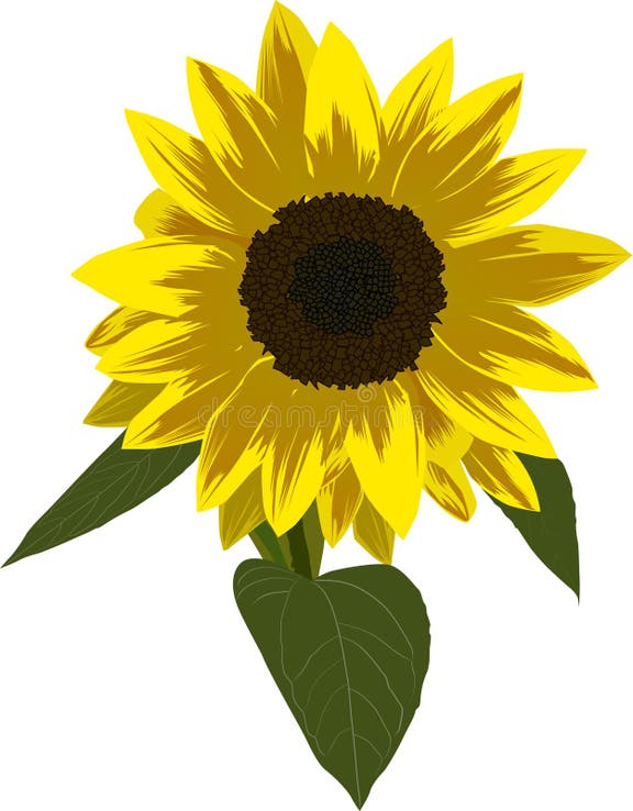 Single Sunflower Stock Illustrations – 10,744 Single Sunflower Stock ...