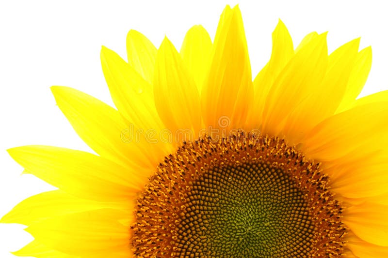 Single Sunflower Isolated on White Stock Image - Image of botany, rural ...
