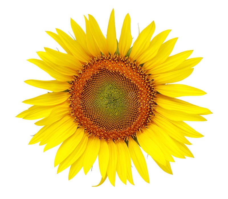 Single Sunflower Isolated on White Stock Image - Image of pollen ...