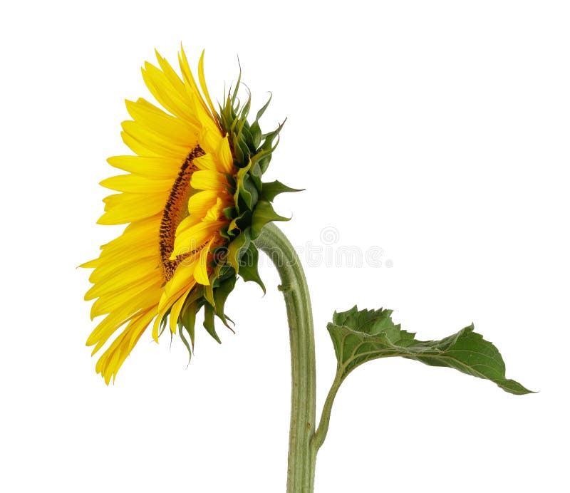 Single Sunflower Isolated on White Stock Image - Image of floral ...