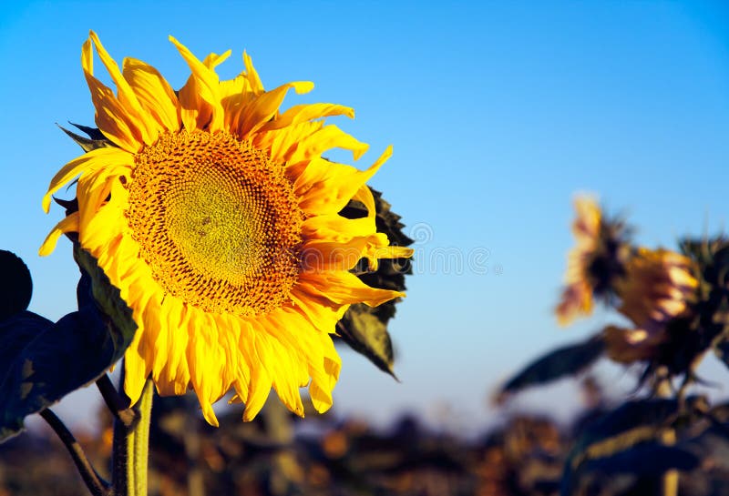 Single Sunflower stock image. Image of closeup, blossom - 37272107