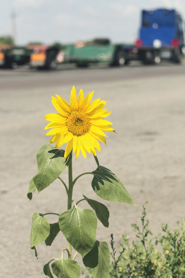 Single sunflower stock image. Image of foliage, cellar - 74197033