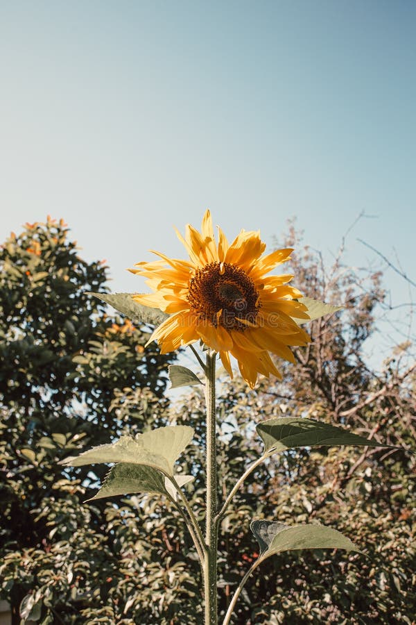 Single Sunflower Over the Trees and the Sky Stock Image - Image of ...