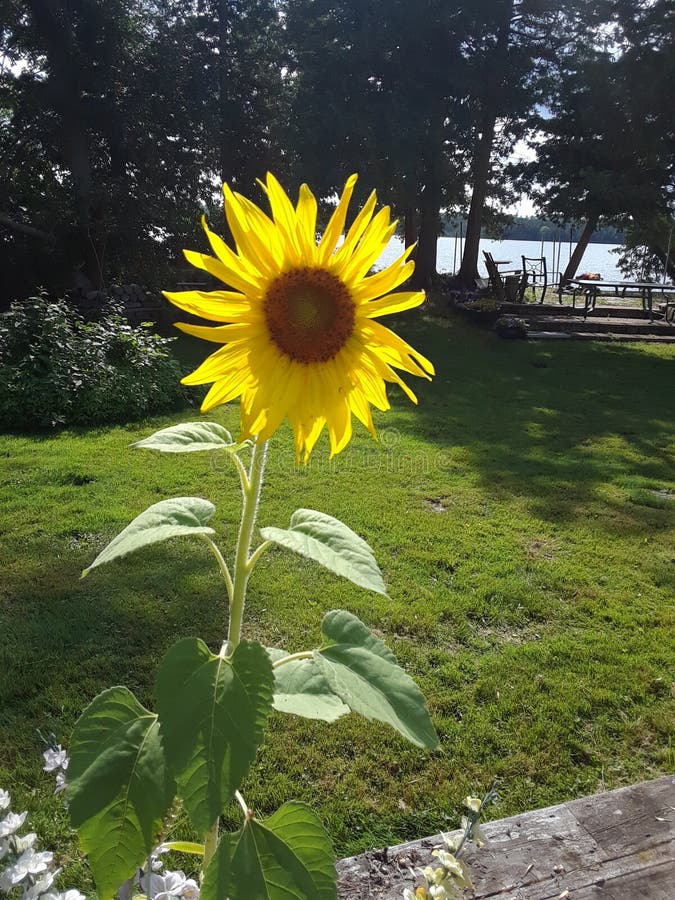 Single Sunflower Power stock image. Image of single - 255997489