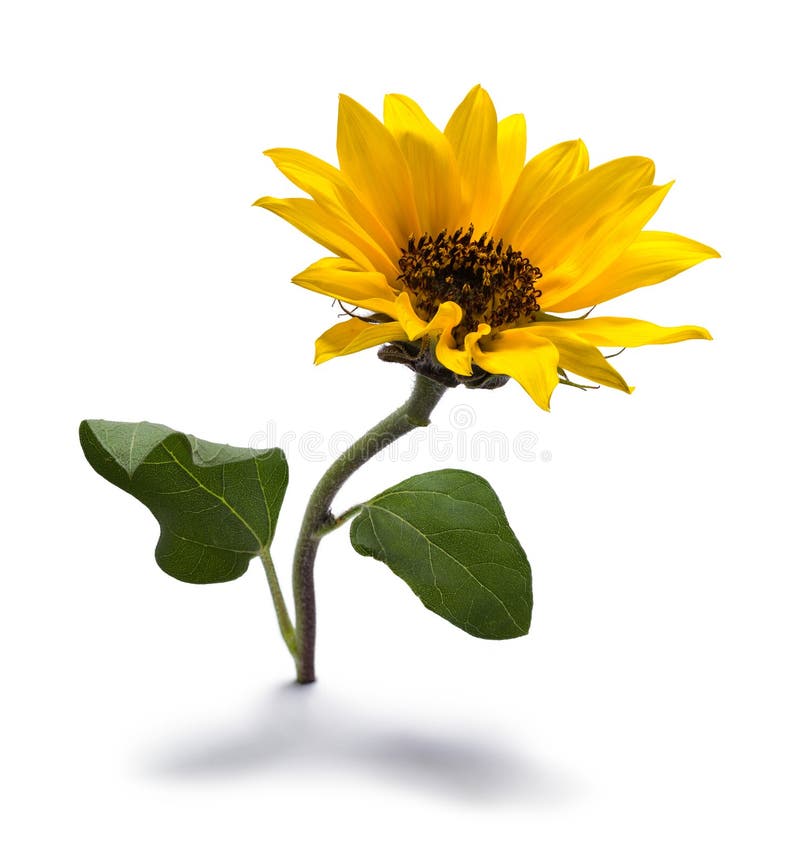 Single Sunflower stock image. Image of flower, natural - 329015379