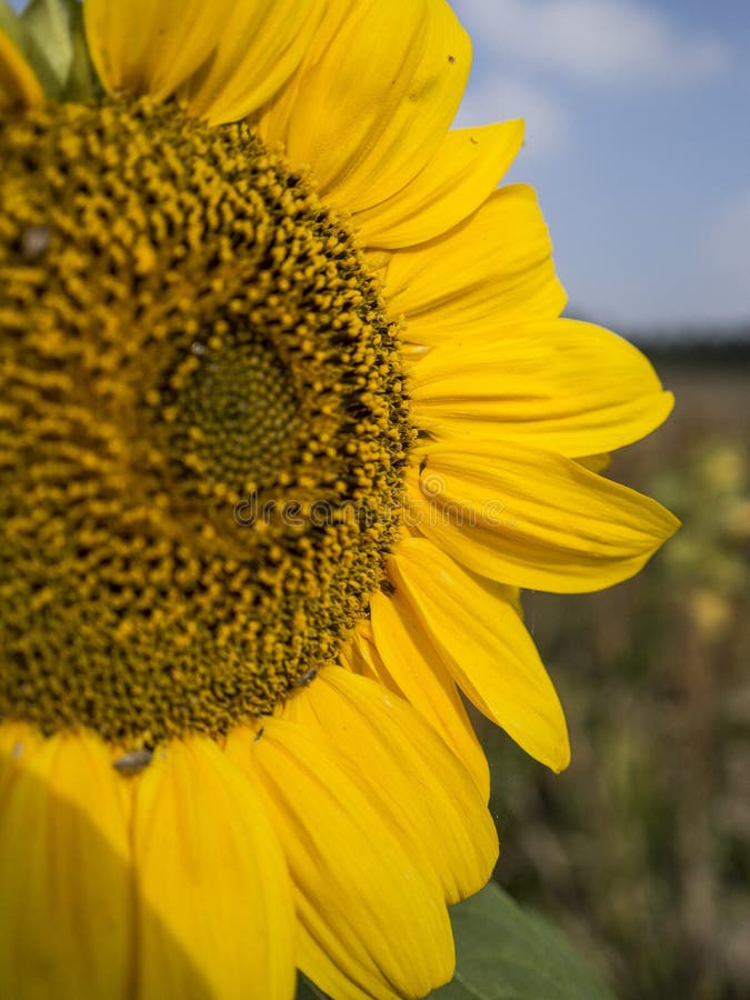 274 Sunflower Side View Close Up Stock Photos - Free & Royalty-Free ...