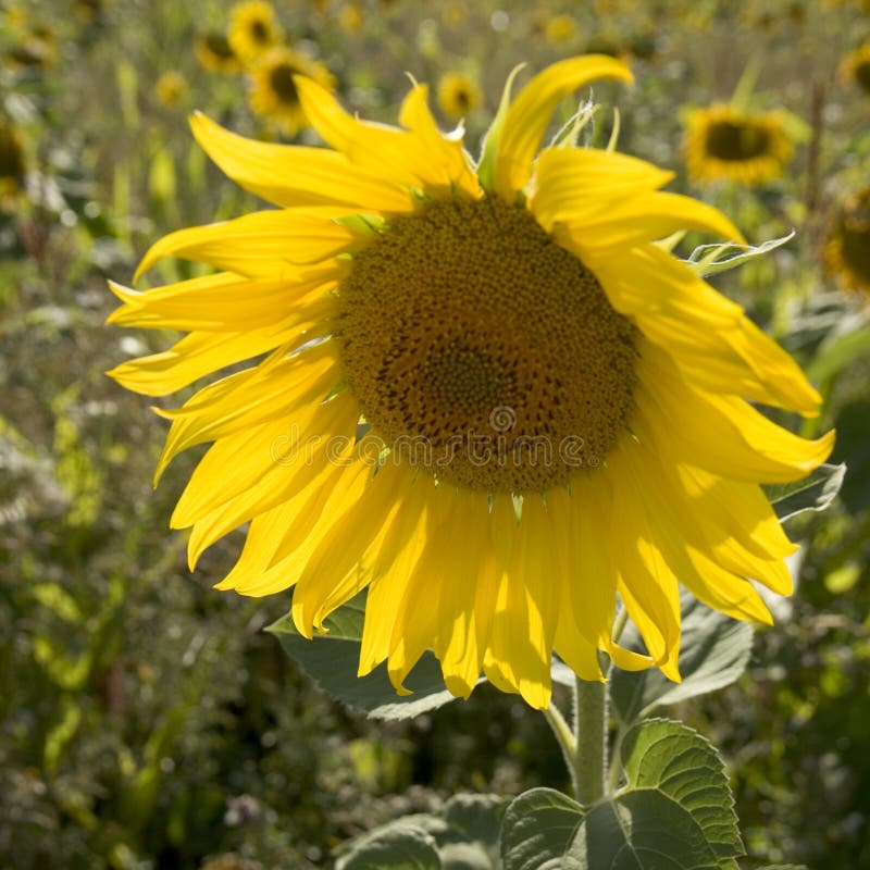 A single sunflower stock image. Image of food, colour - 116337879