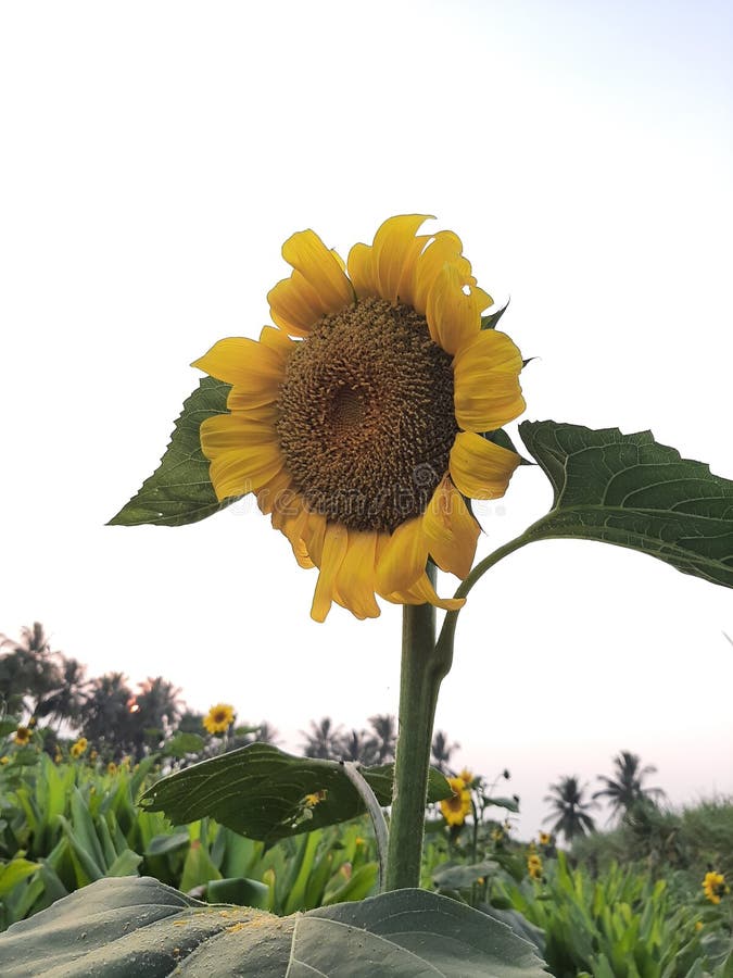 Single Sunflower Standing Courageously Stock Photo - Image of ...