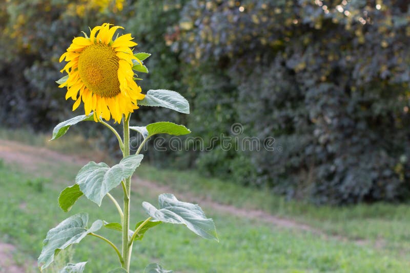 Single Sunflower Standing in the Grass Stock Image - Image of lonely ...
