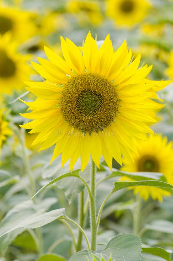 Single Sunflower in Sunflowers Field Stock Photo - Image of earth ...