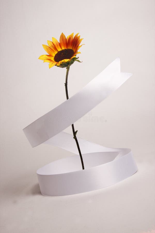 Single sunflower 2 stock photo. Image of life, single - 55514864