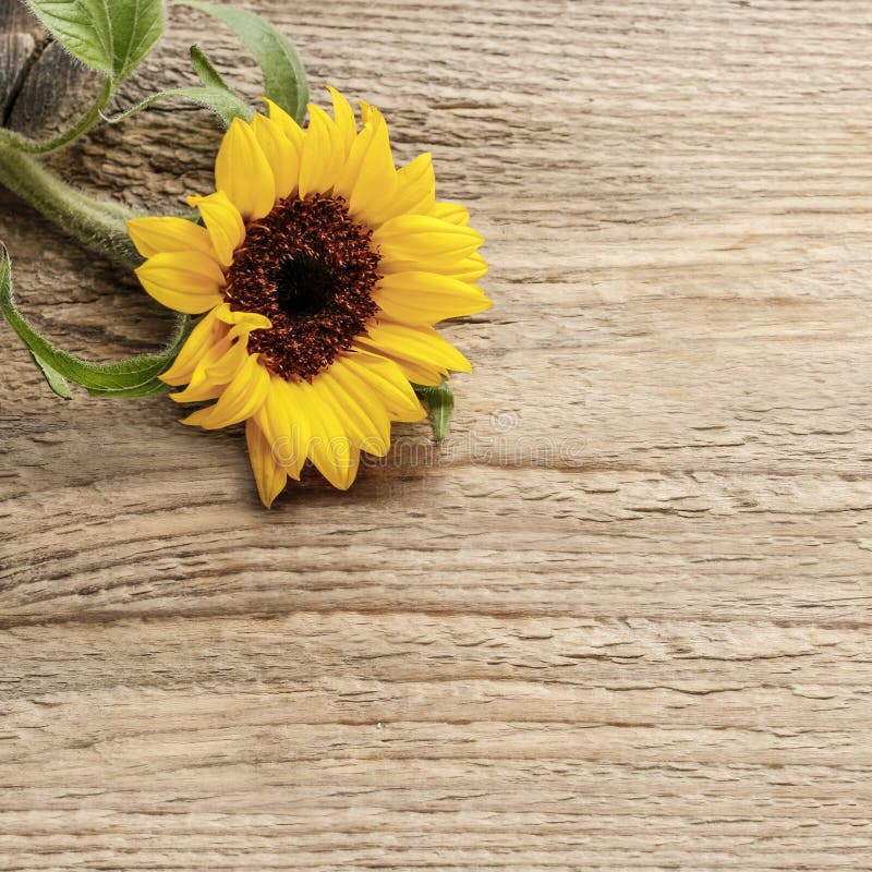 Single Sunflower on Wooden Background Stock Image - Image of gift ...