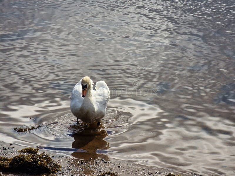 A single Swan stock image. Image of duck, single, beak - 271833583