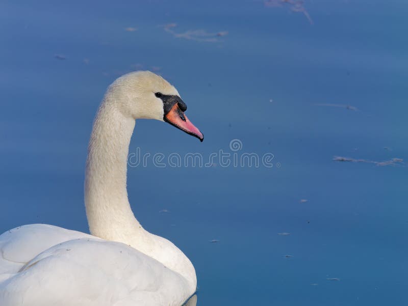 Single Swan Floating in a Clear Water Stock Photo - Image of bird ...