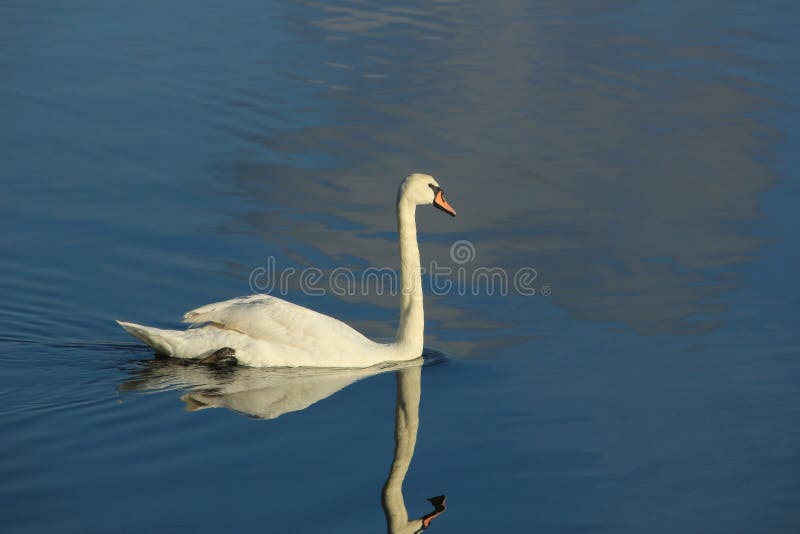 A Single swan stock image. Image of wildlife, elegance - 121903617