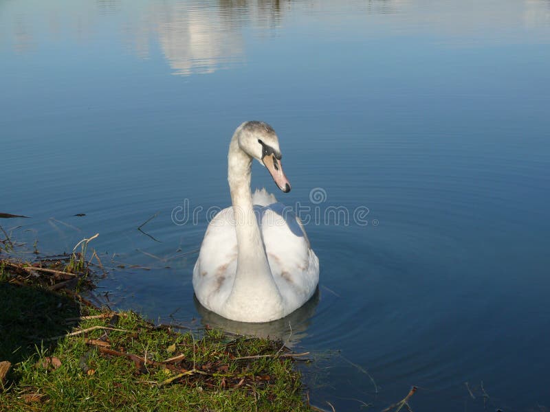 A Single Swan on a Calm and Peaceful Lake at Sunset Stock Image - Image ...