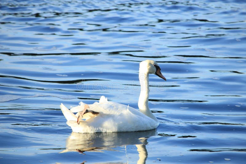 A Single swan stock photo. Image of wildlife, plumage - 125232852
